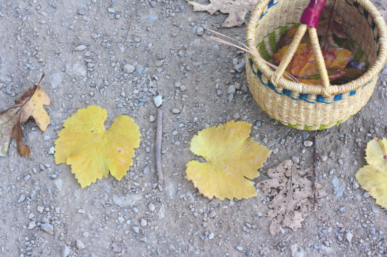 Fun Outdoor Activity: Identifying Nature Patterns - WinterKids
